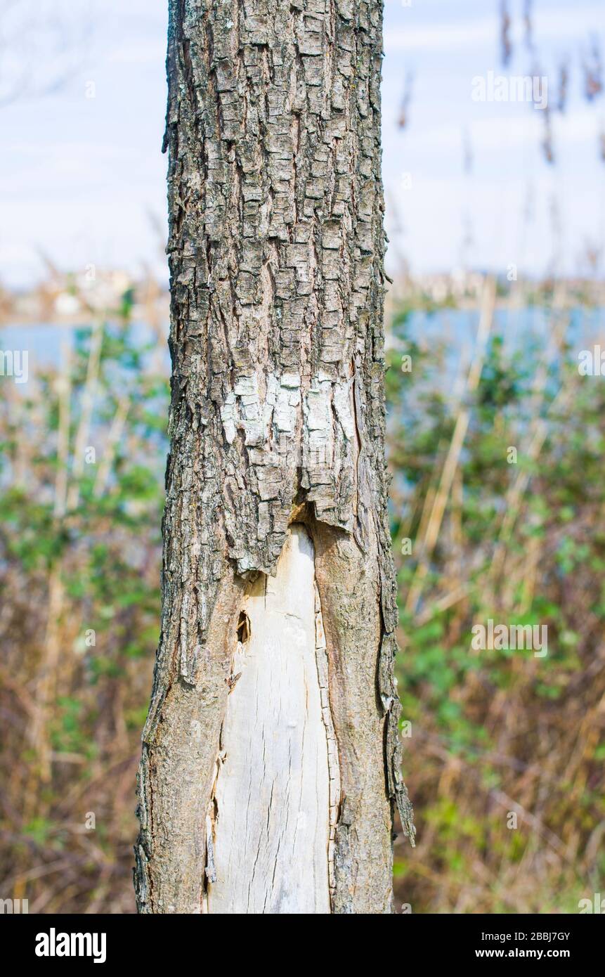 call of nature, trunks, branches and leaves of trees Stock Photo - Alamy