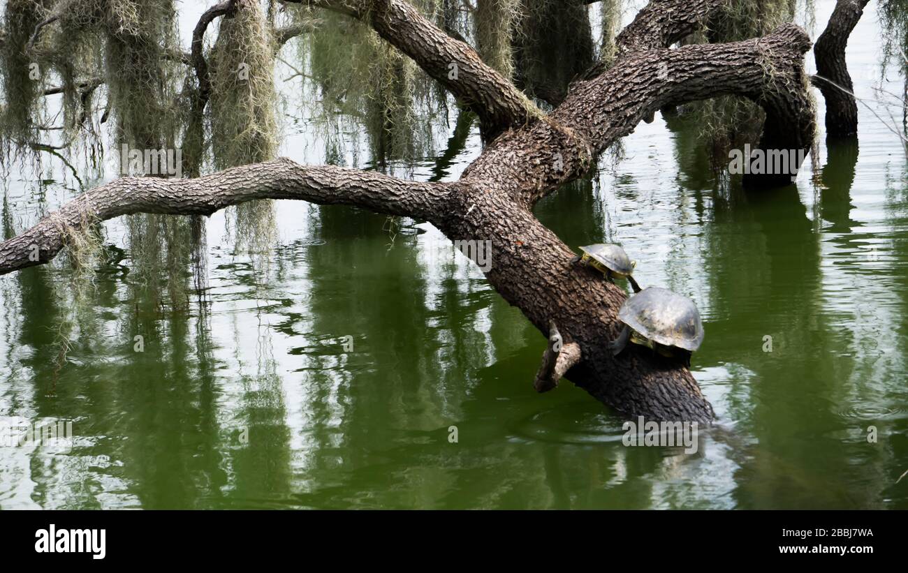 Turtles climbing on a tree hi-res stock photography and images - Alamy
