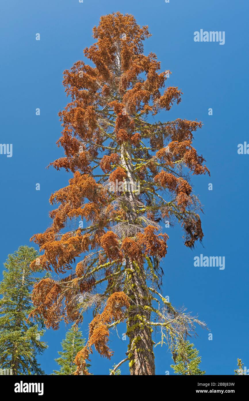 Red Needles and Green Lichen on a Dying Tree in Lassen Volcanic Park in ...