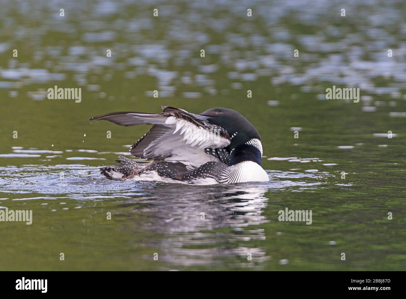 Common Loon Preening and showing its wing feathers on Crooked Lake in ...