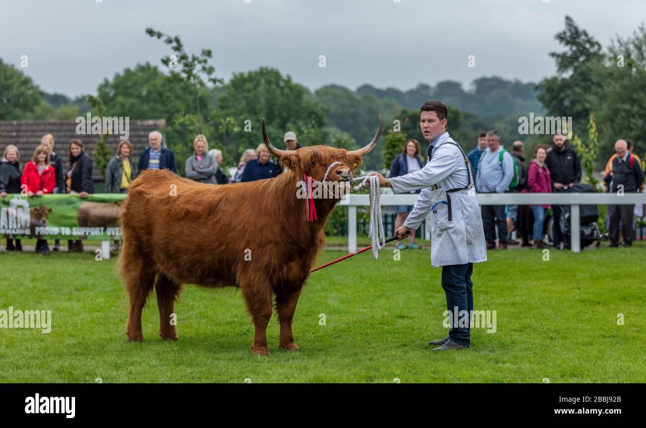 Highland Cow at the Great Yorkshire Show Stock Photo - Alamy