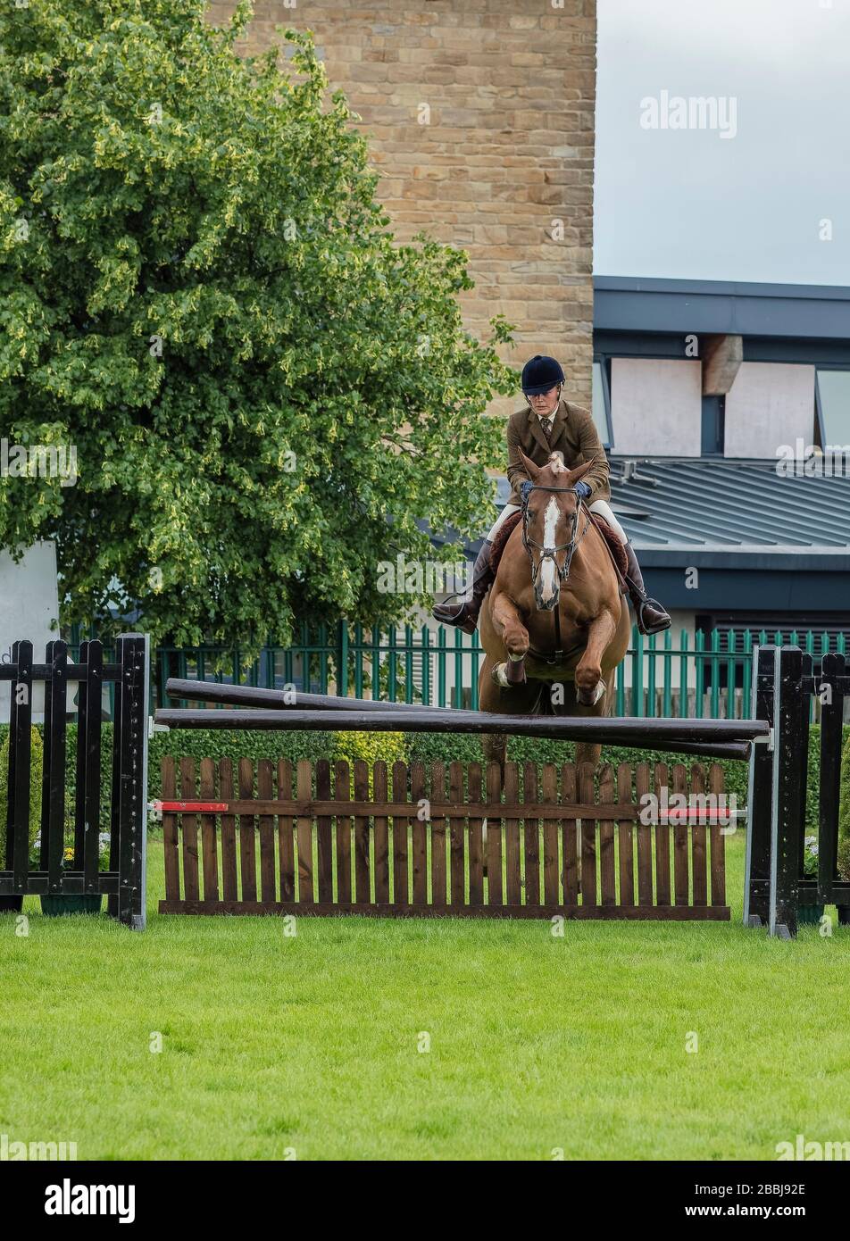 Show jumper hi-res stock photography and images - Alamy