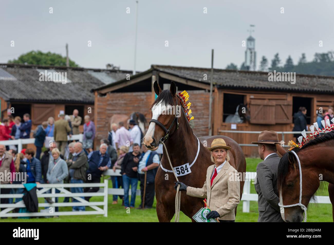 Shire Horse at the Great Yorkshire Show Stock Photo - Alamy