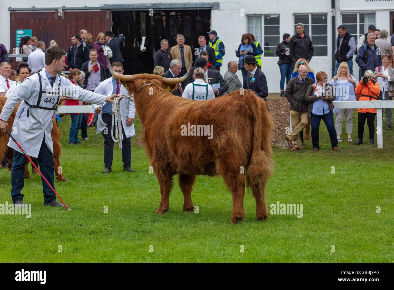 Highland Cattle in the Parade Ring at the Great Yorkshire Show in ...