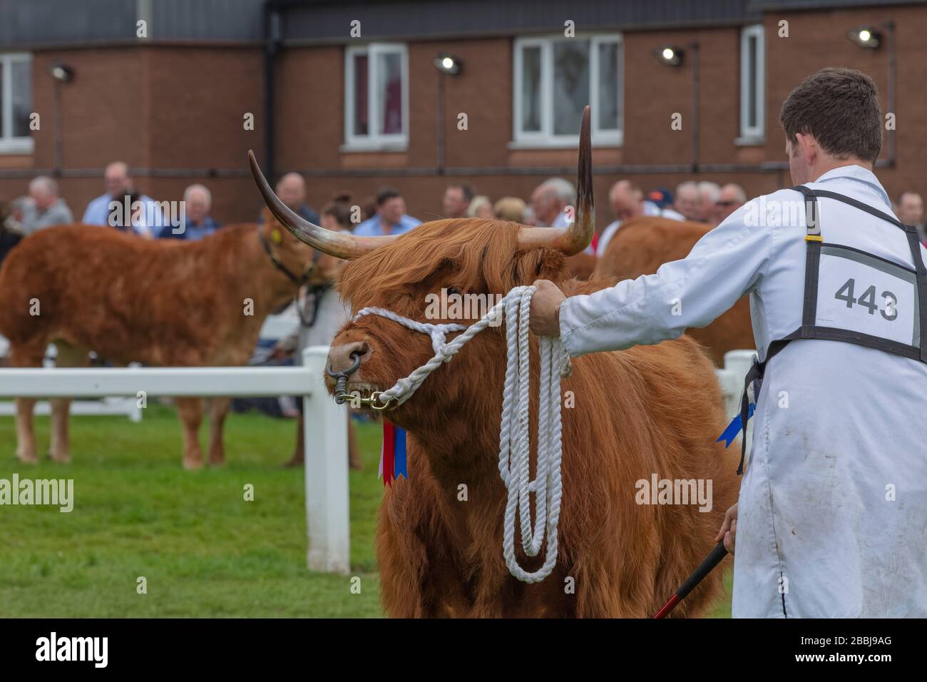 Highland Cattle at the Great Yorkshire Show Stock Photo - Alamy