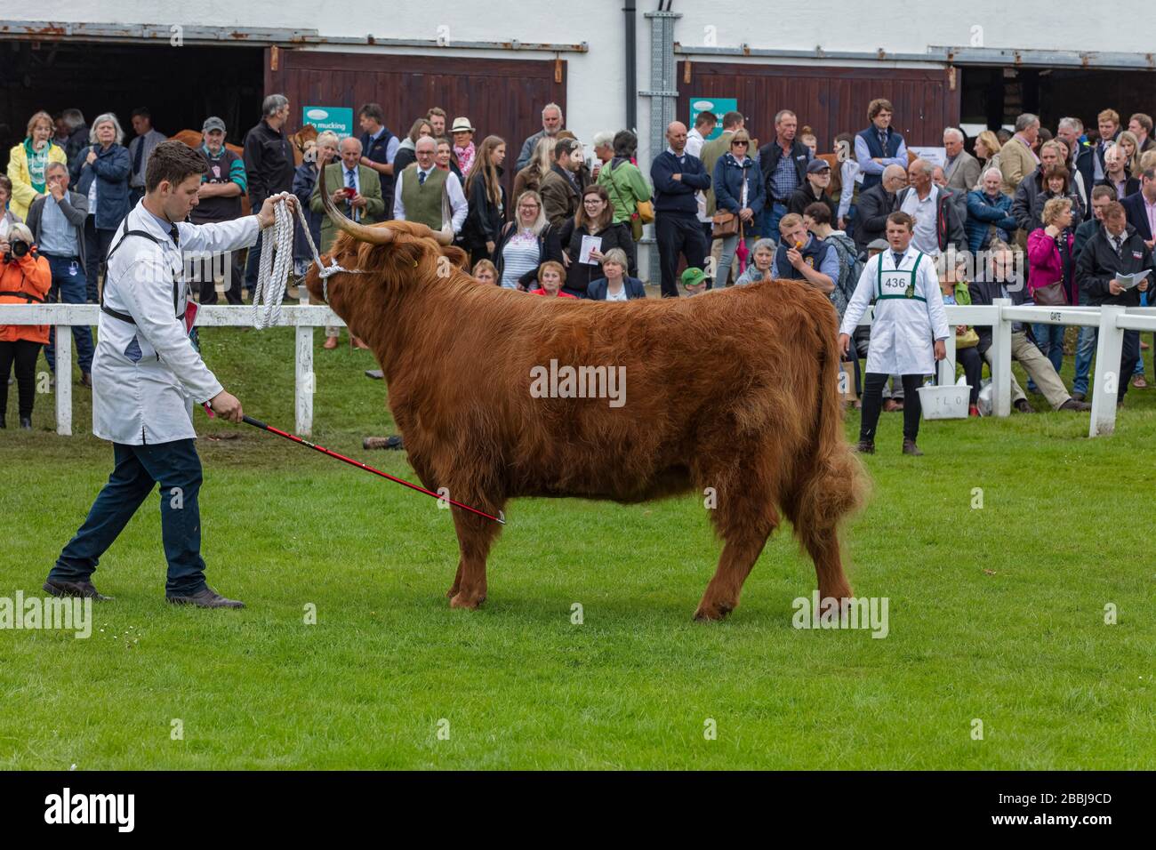 Highland Cattle in the Parade Ring at the Great Yorkshire Show in ...