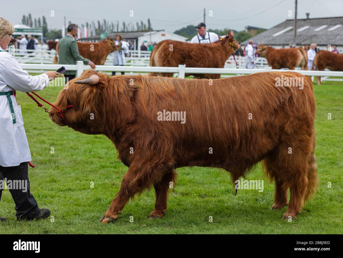 Highland Cattle in the parade ring at the Great Yorkshire Show Stock ...