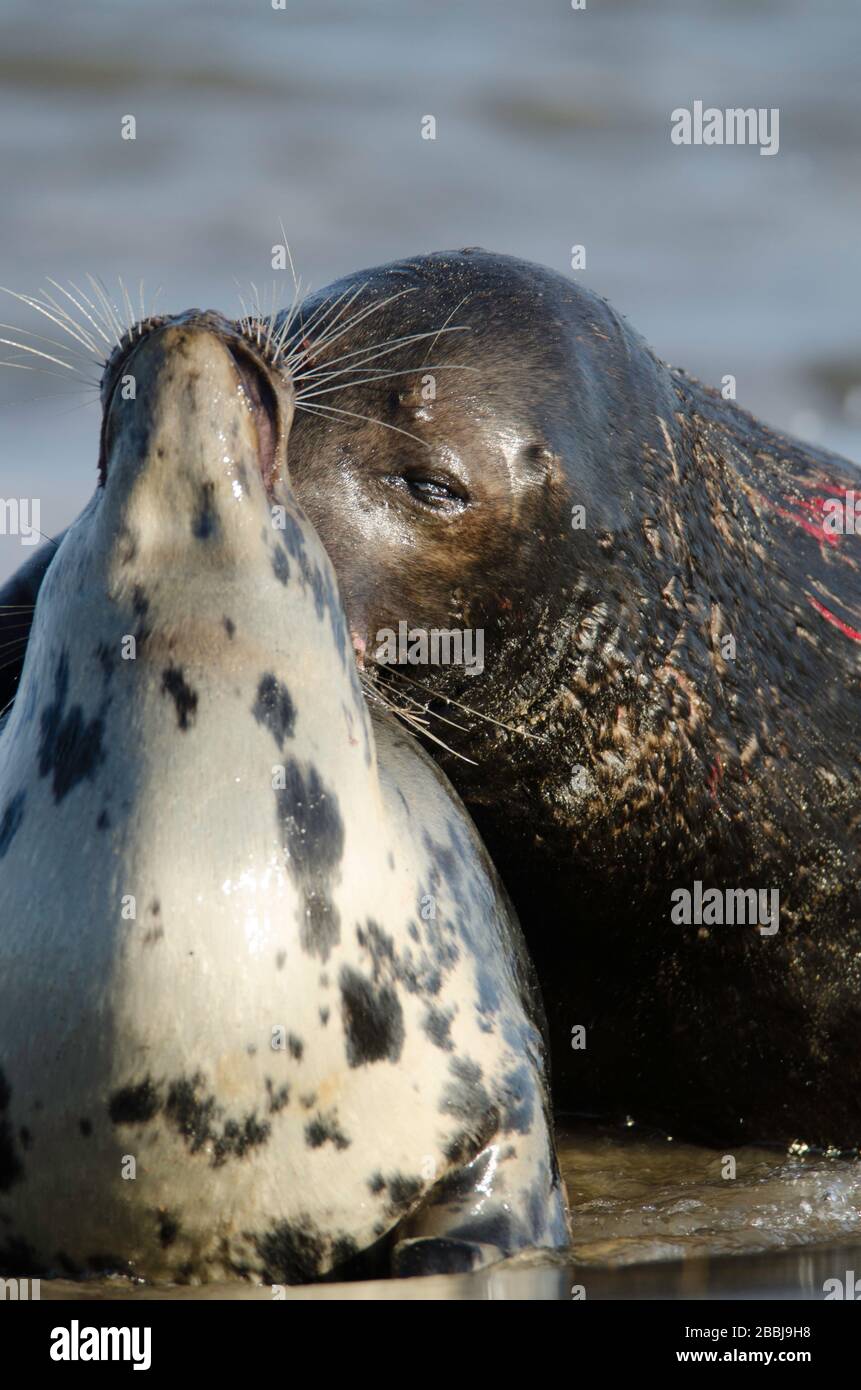 Grey Seals at Winterton on sea beach Stock Photo - Alamy