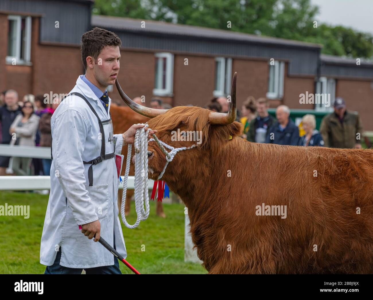 Highland Cattle at the Great Yorkshire Show Stock Photo - Alamy