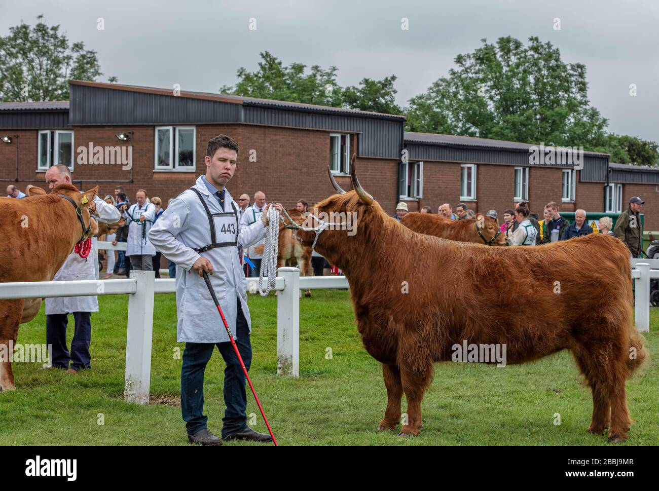 Angus show bull hi-res stock photography and images - Alamy