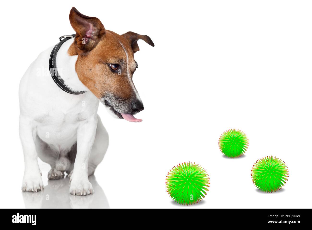 sick and ill jack russell dog isolated on white background , viral ...