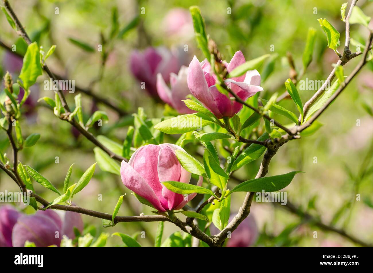 Beautiful magnolia tree blossoms in springtime. Jentle magnolia flower ...