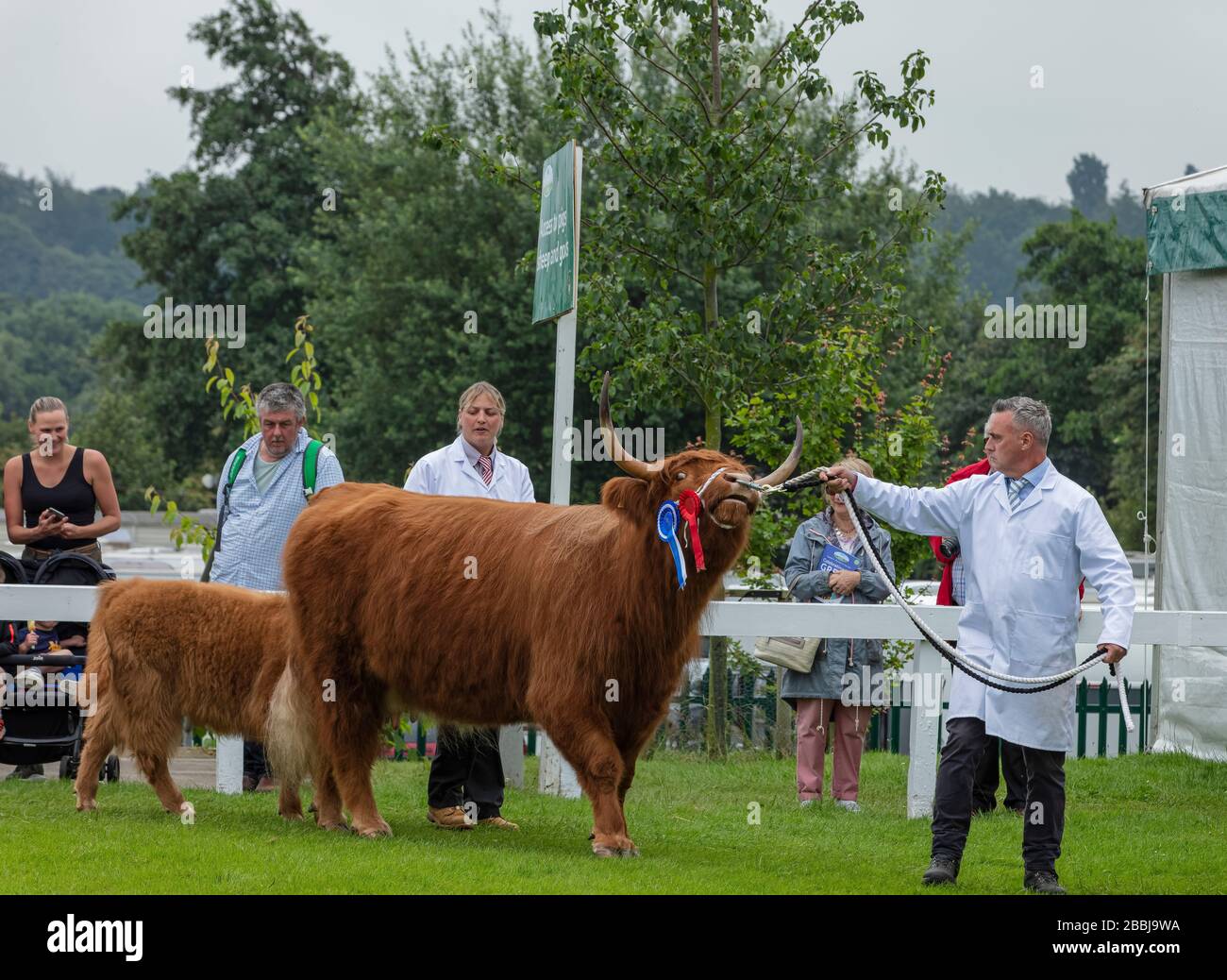Highland cow and calf at the Great Yorkshire Show Stock Photo - Alamy