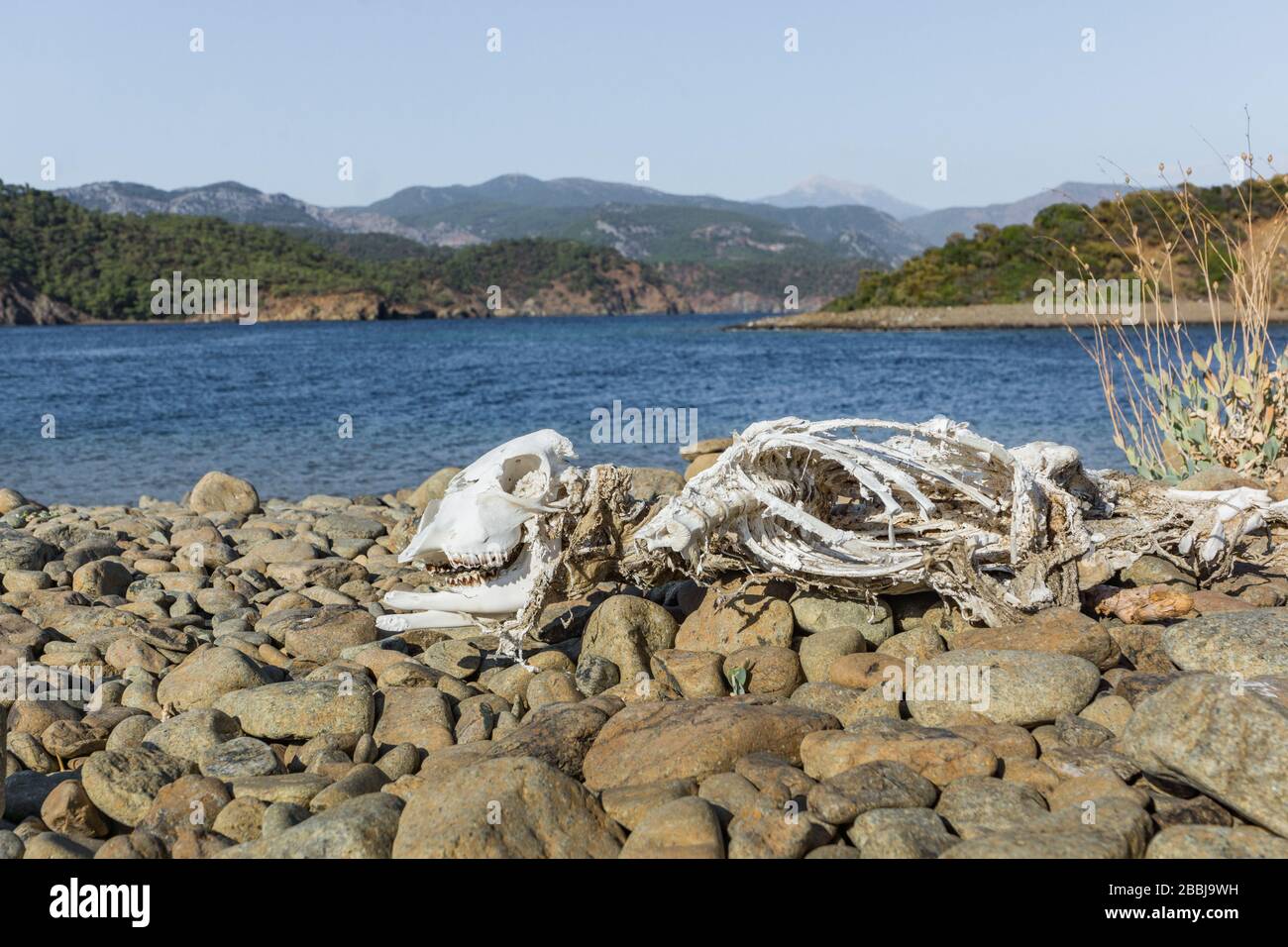 Dead turkey hi-res stock photography and images - Alamy