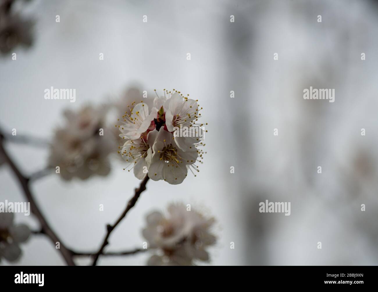 Trees bloom in spring. Spring soon. Spring again. The trees are ...