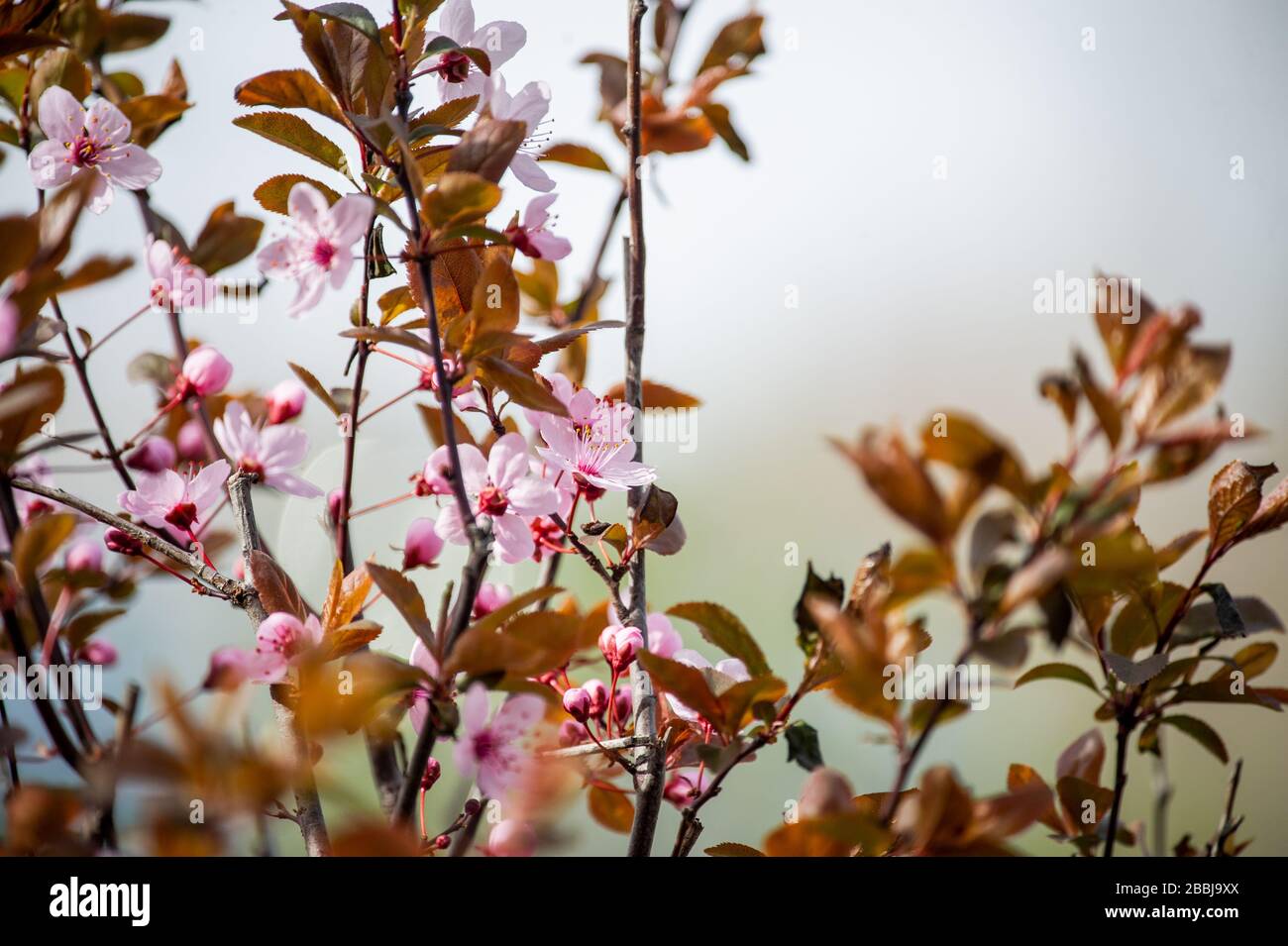 Trees bloom in spring. Spring soon. Spring again. The trees are ...