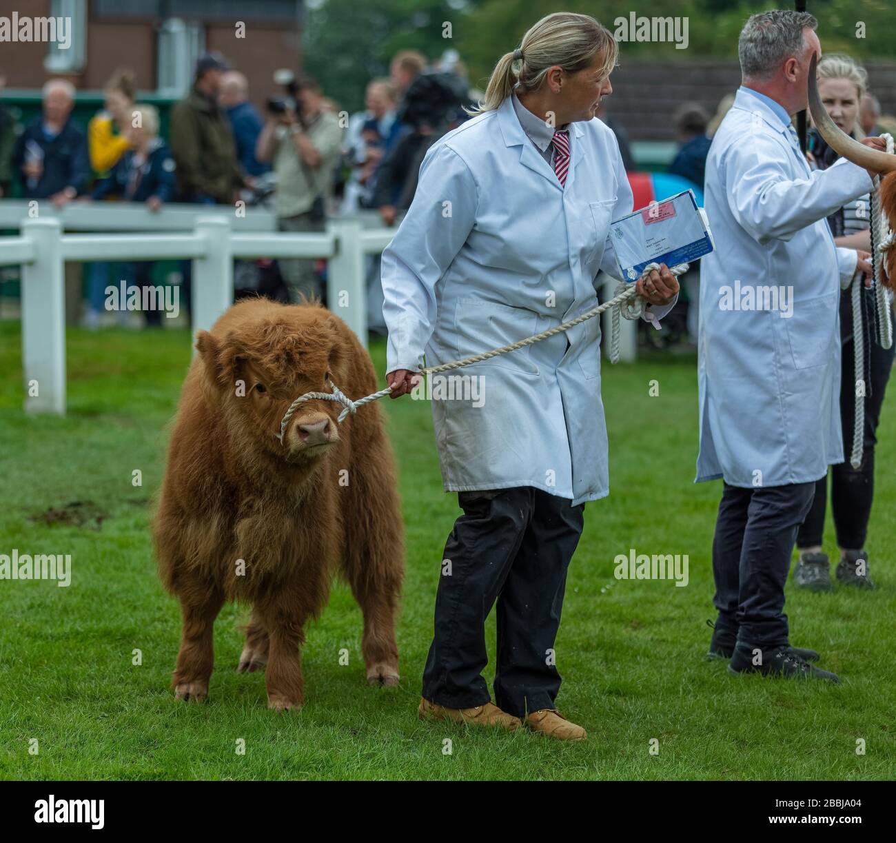 Scottish cattle show hi-res stock photography and images - Alamy