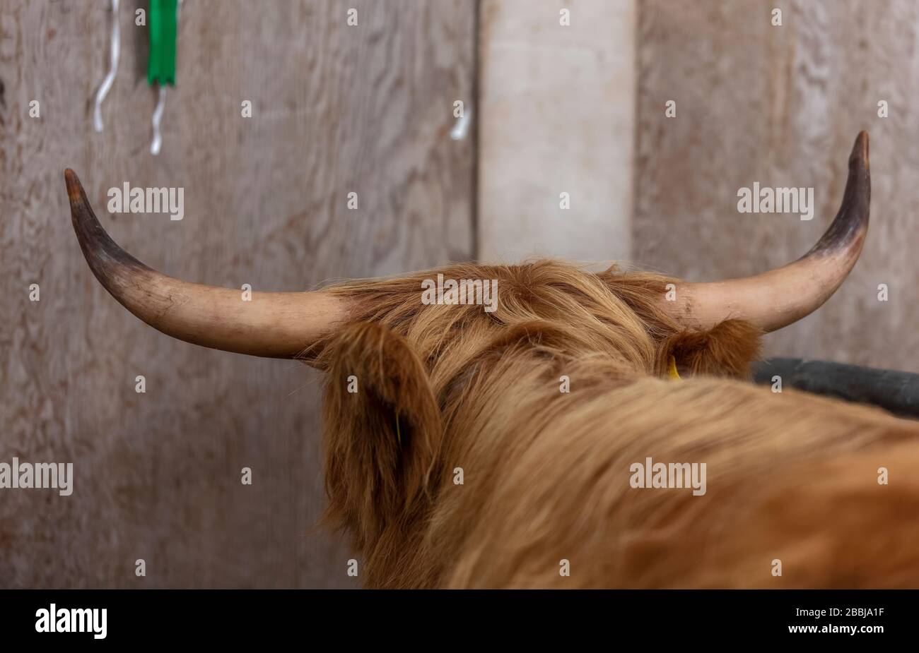 Back of highland cow with horns at the Great Yorkshire Show Stock Photo ...