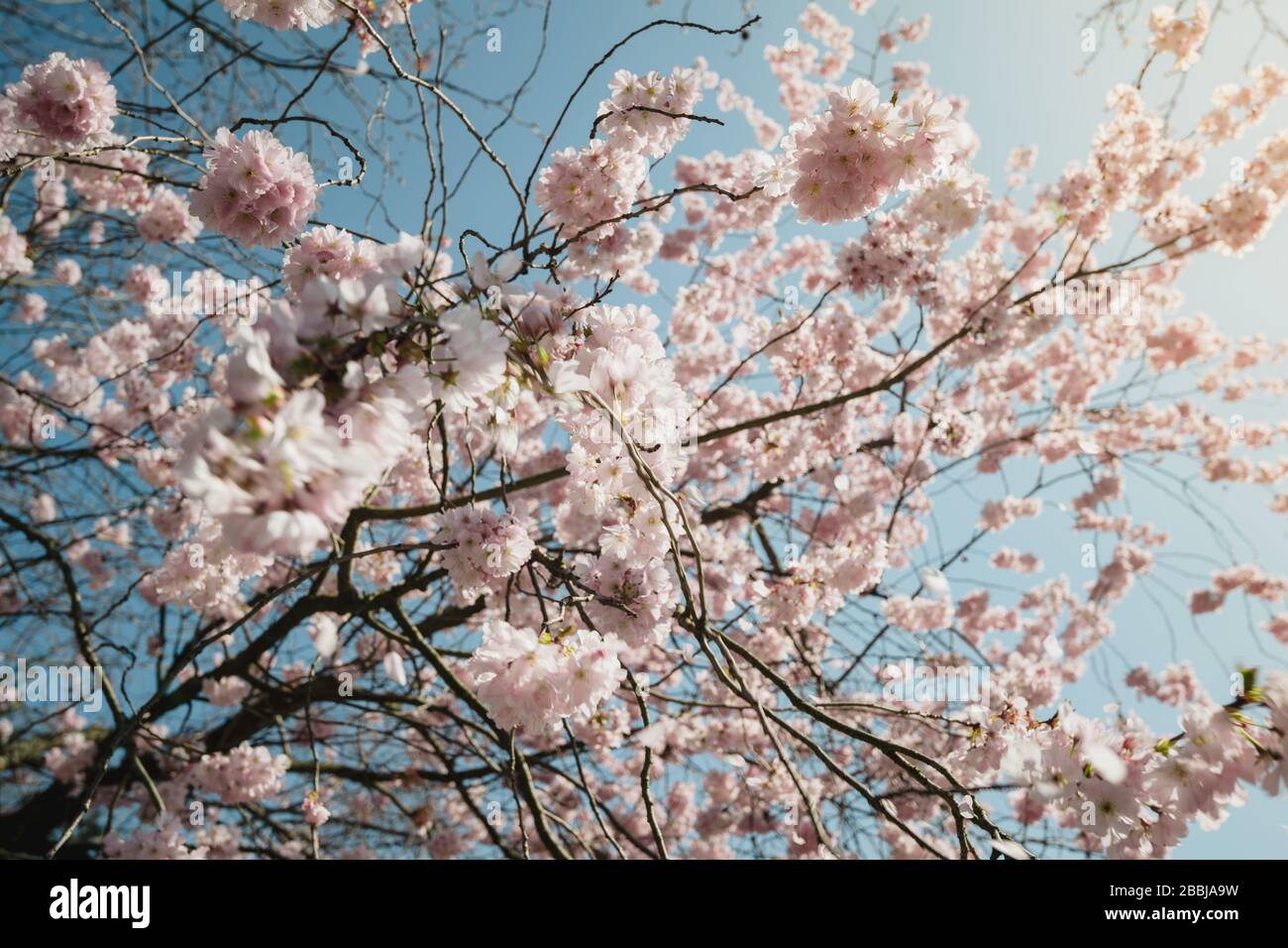Close-up low angle view with wide lens of cherry sakura tree in bloom ...