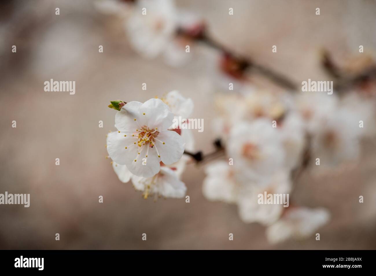 Trees bloom in spring. Spring soon. Spring again. The trees are ...