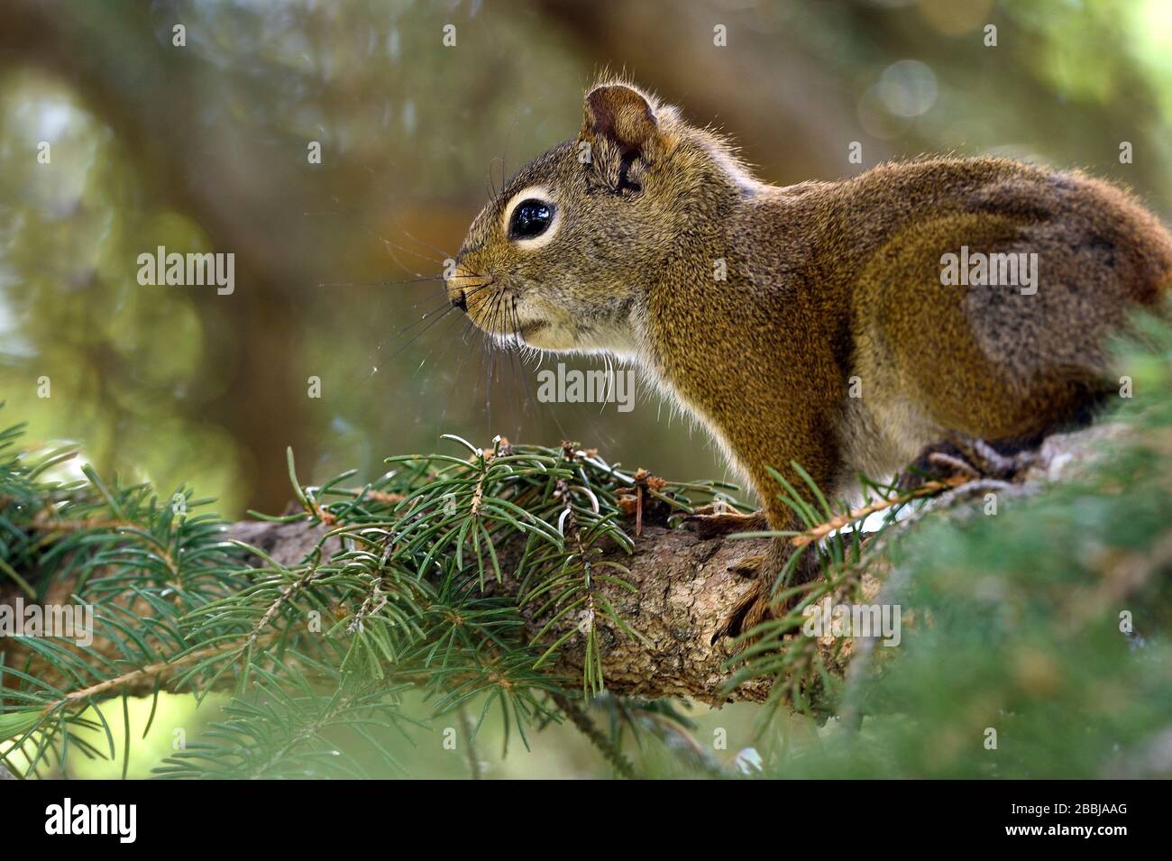 A close up image of a wild red squirrel "Tamiasciurus hudsonicus ...
