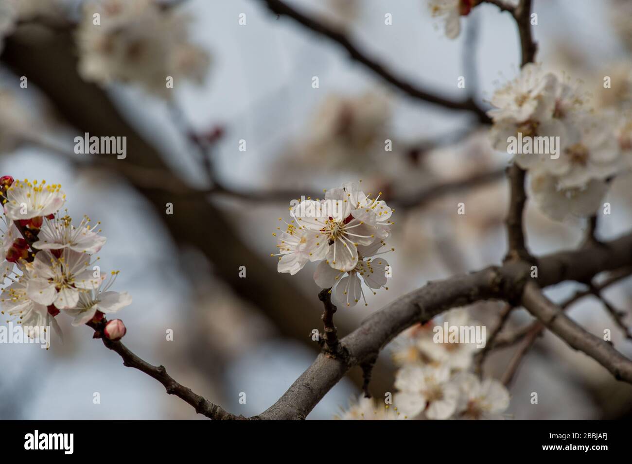 Trees bloom in spring. Spring soon. Spring again. The trees are ...