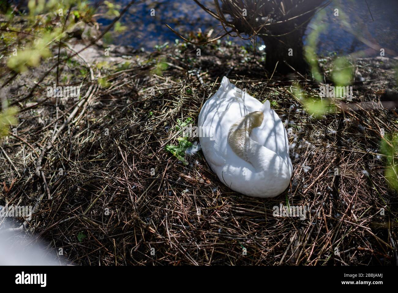 Directly above view of single swan bird sleeping in her nest protecting ...
