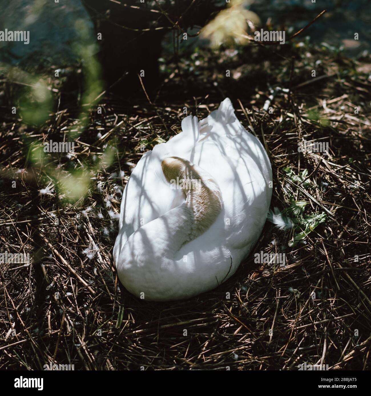 Scene from sleeping beauty hi-res stock photography and images - Alamy