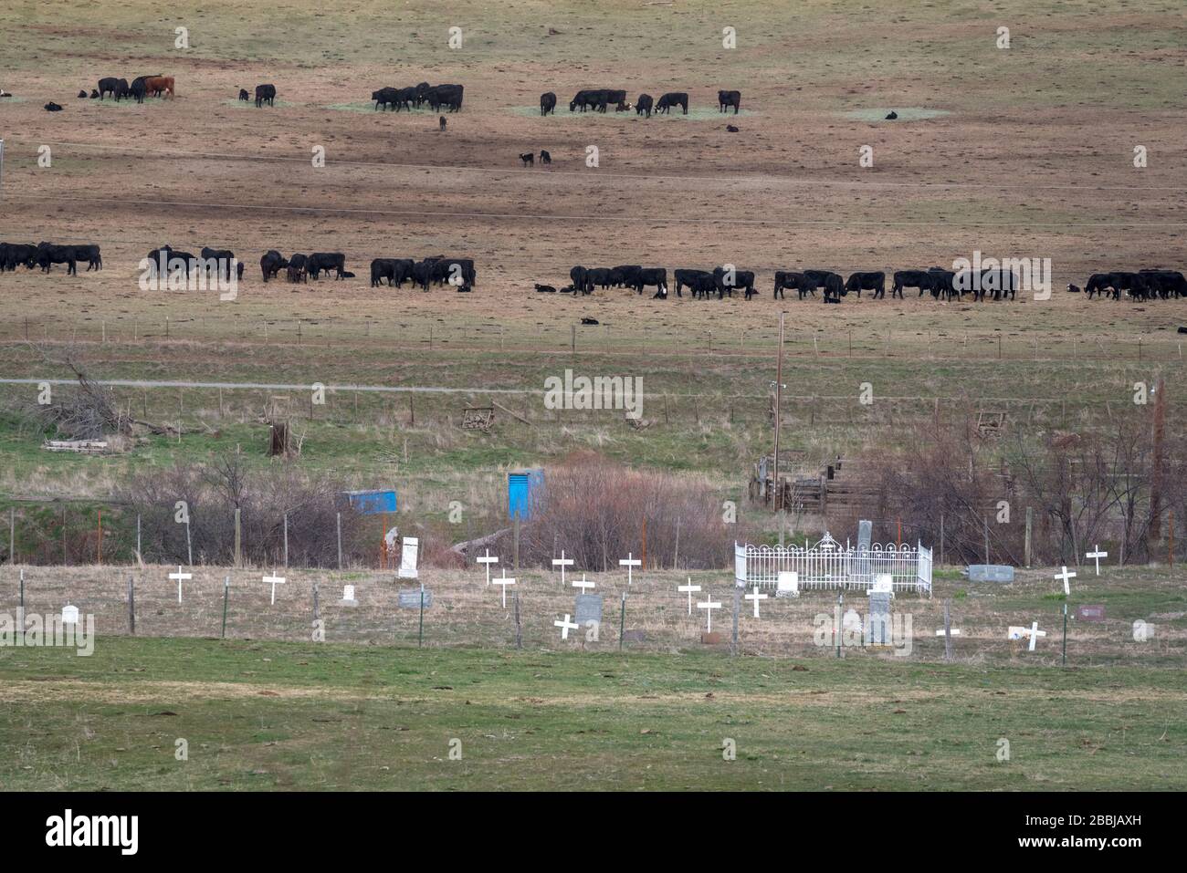 Imnaha Cemetery and cattle, Inmaha Valley, Oregon Stock Photo - Alamy