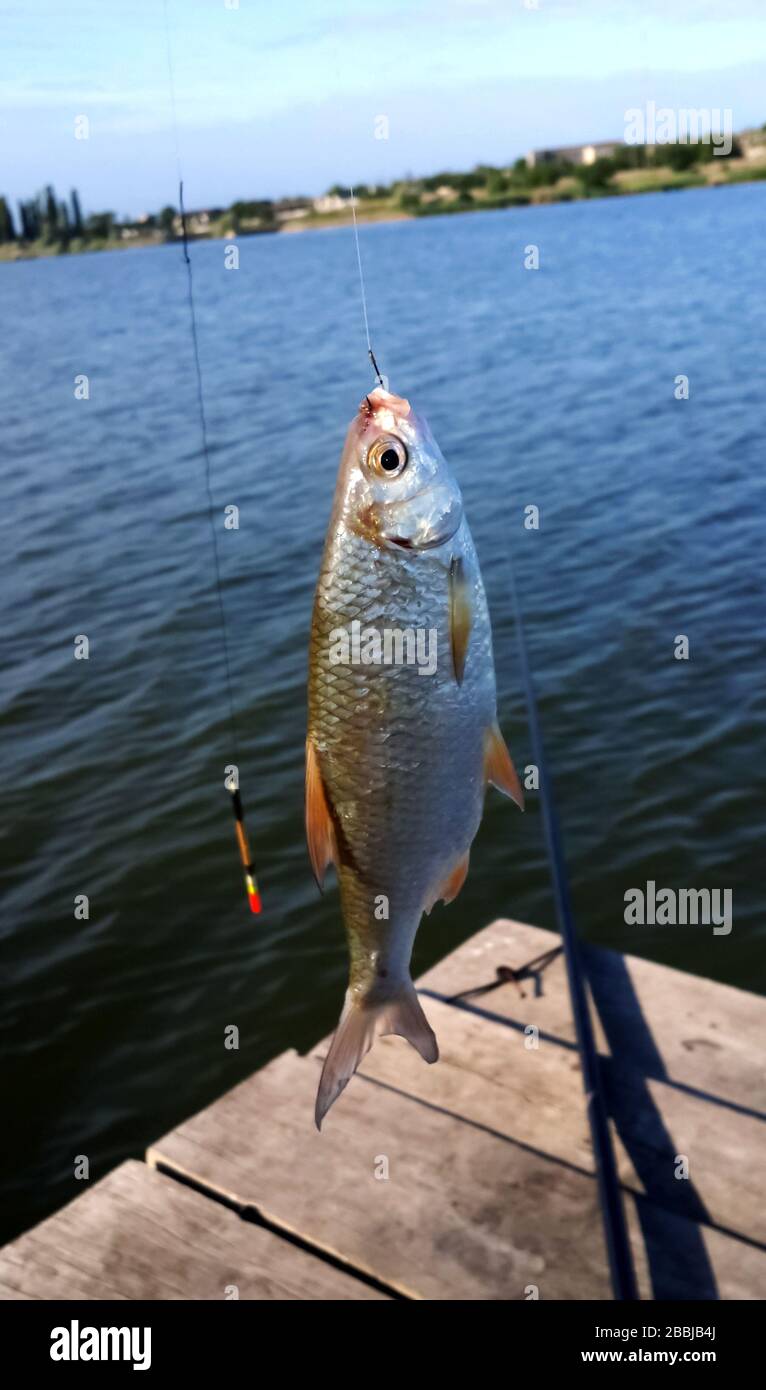 ram fish fisherman. A raw fish on a hook Stock Photo - Alamy