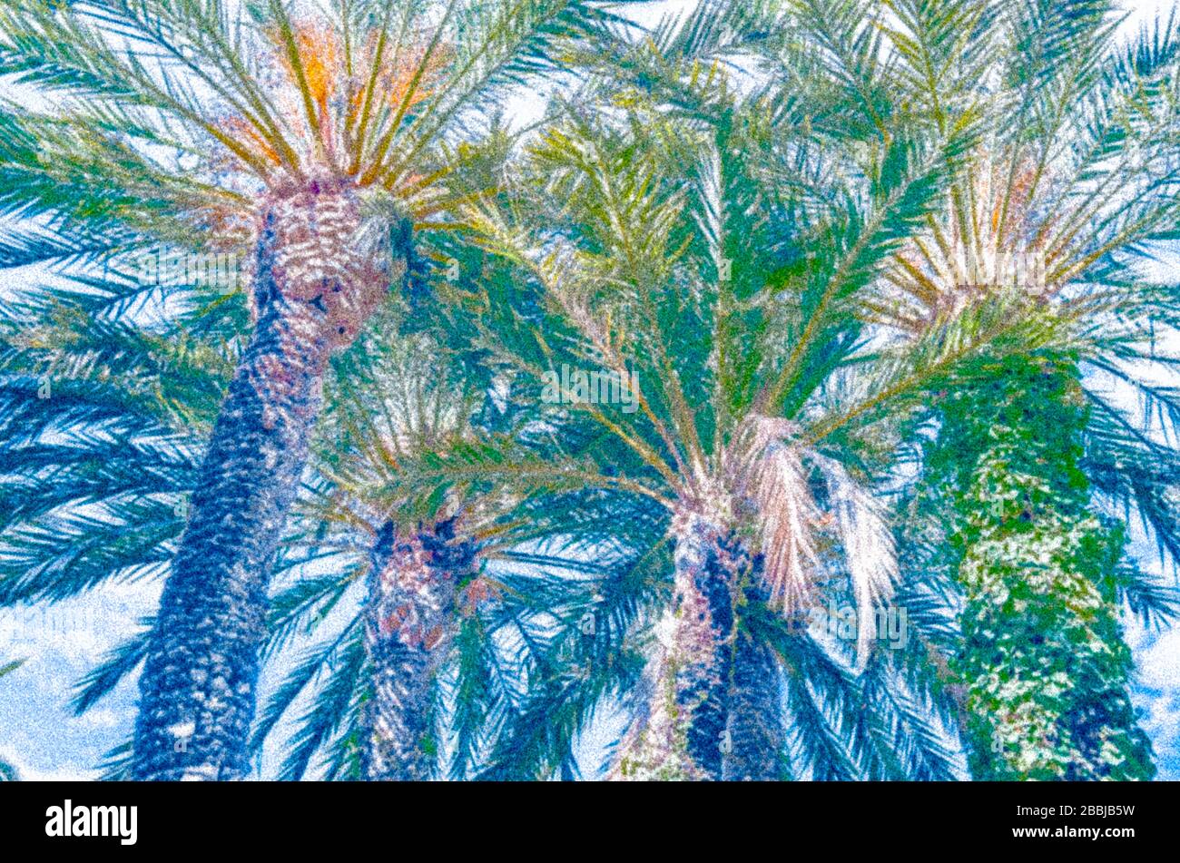 Colorful illustration of palm tree pattern, natural background Stock ...