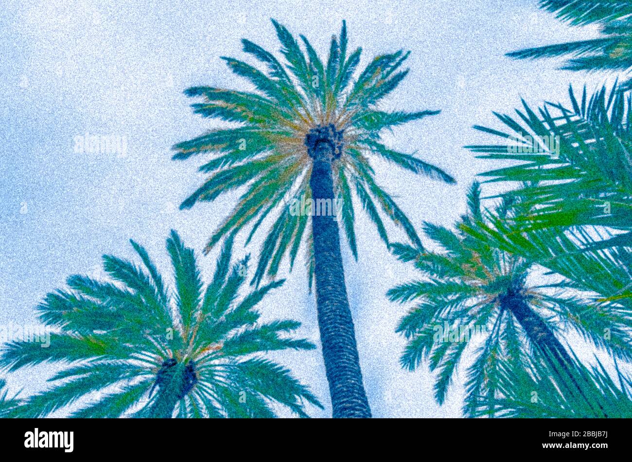 Colorful illustration of palm tree pattern, natural background Stock ...