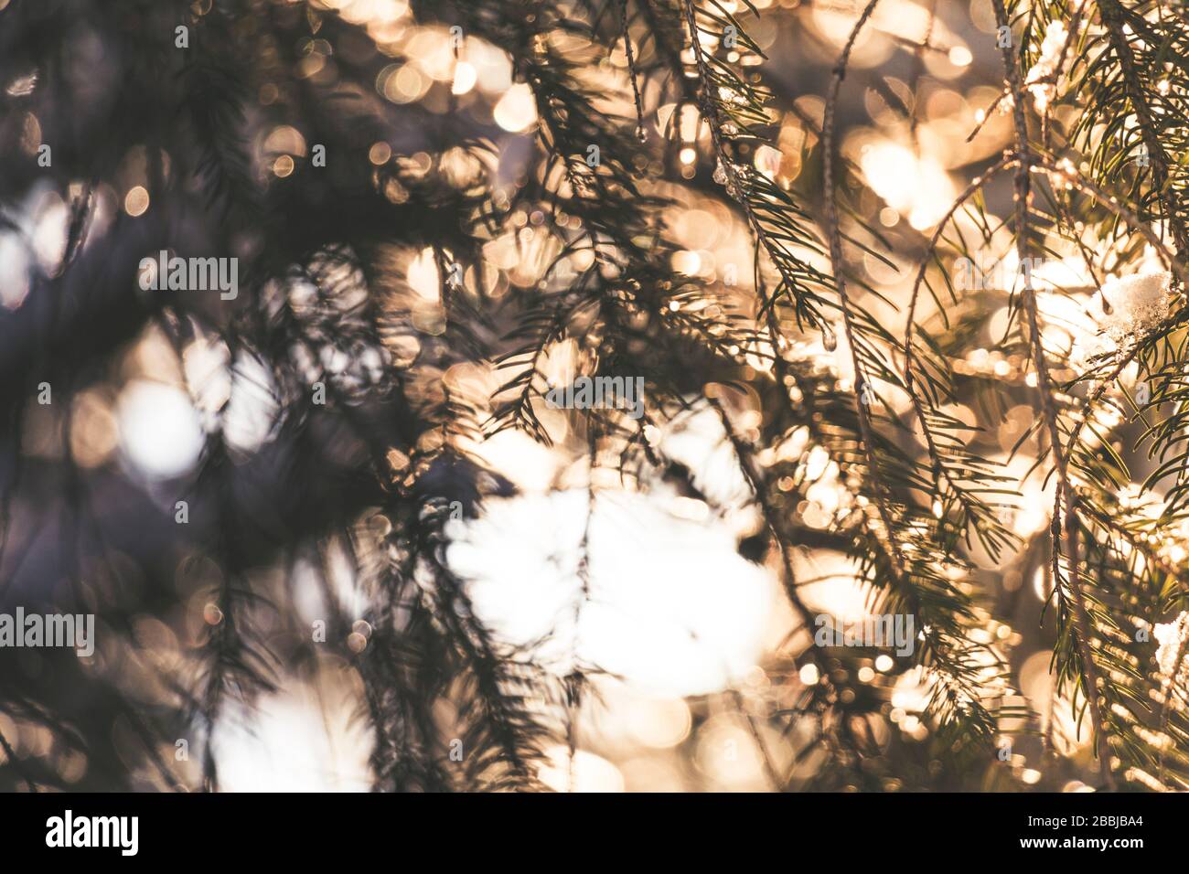 Spruce tree branches with white snow on top with the evening sun ...