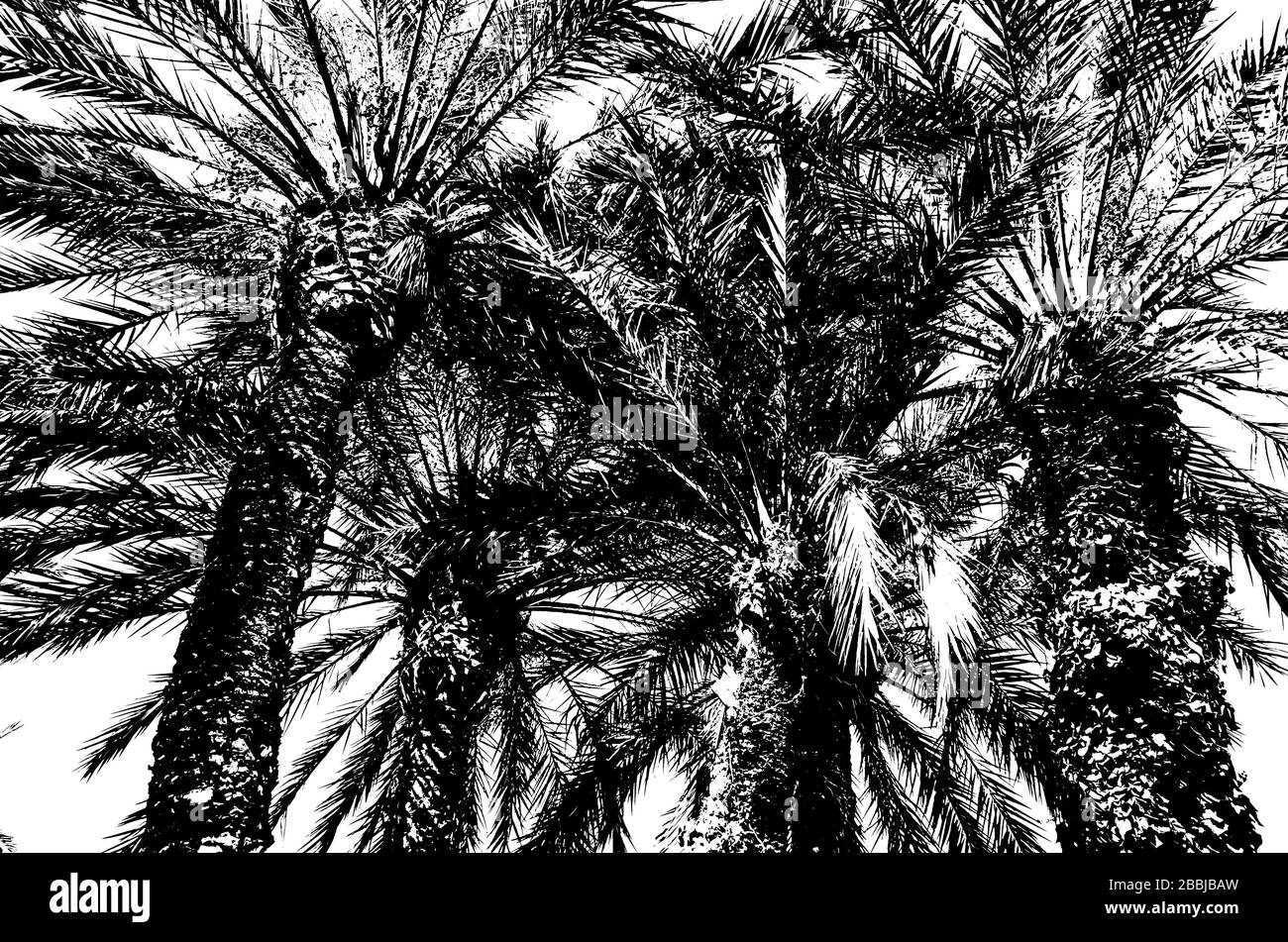 Black and white palm tree shape silhouette Stock Photo - Alamy