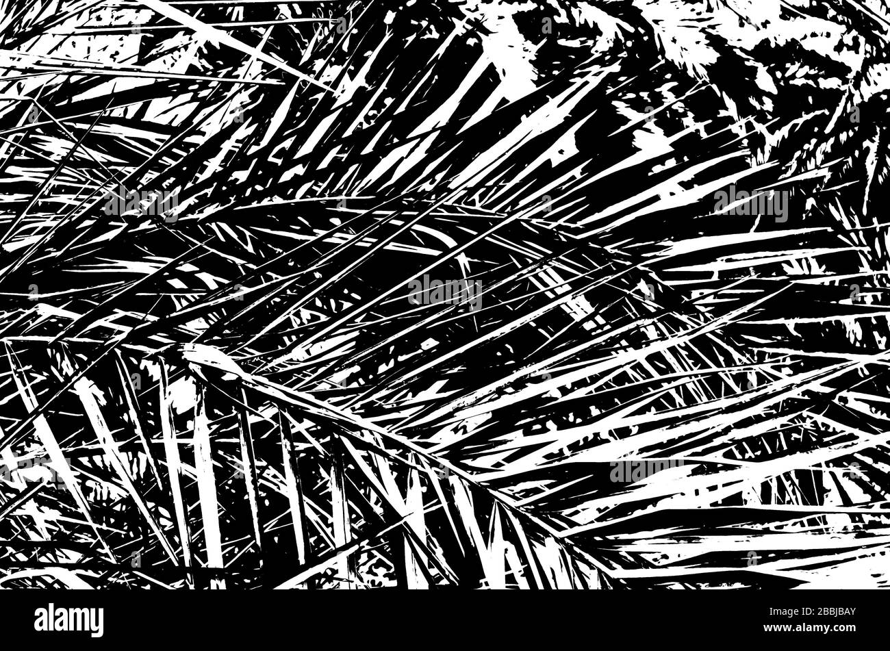 Black and white palm tree shape silhouette Stock Photo - Alamy