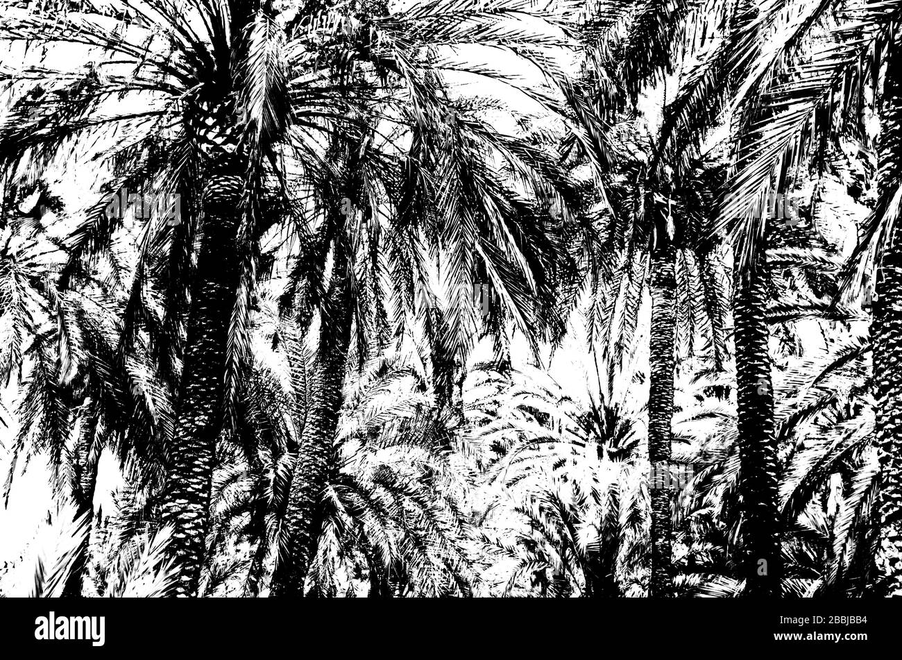 Black and white palm tree shape silhouette Stock Photo - Alamy