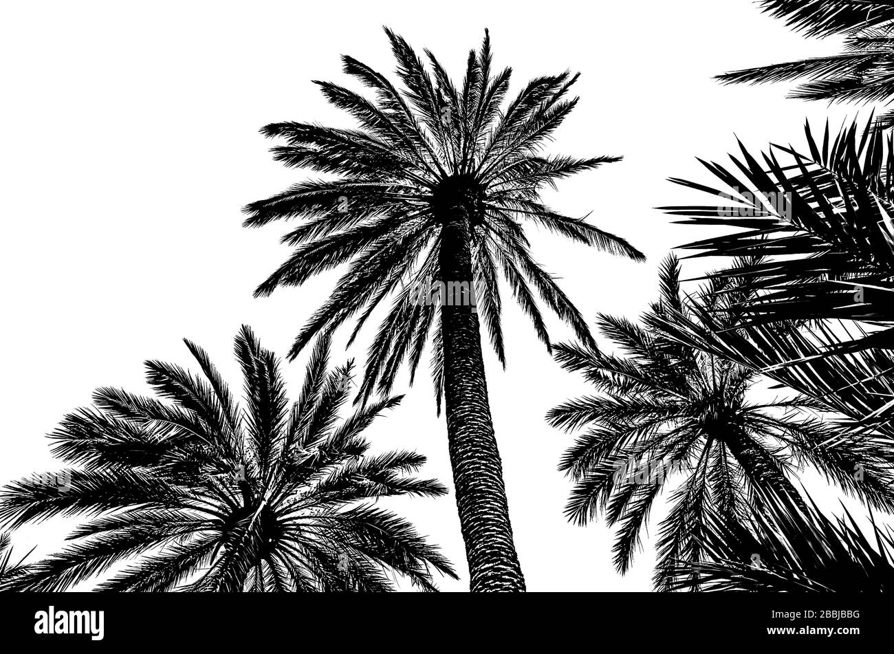 Palm tree shape Black and White Stock Photos & Images - Alamy