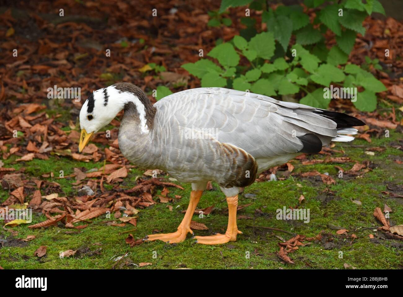 White headed goose hi-res stock photography and images - Alamy
