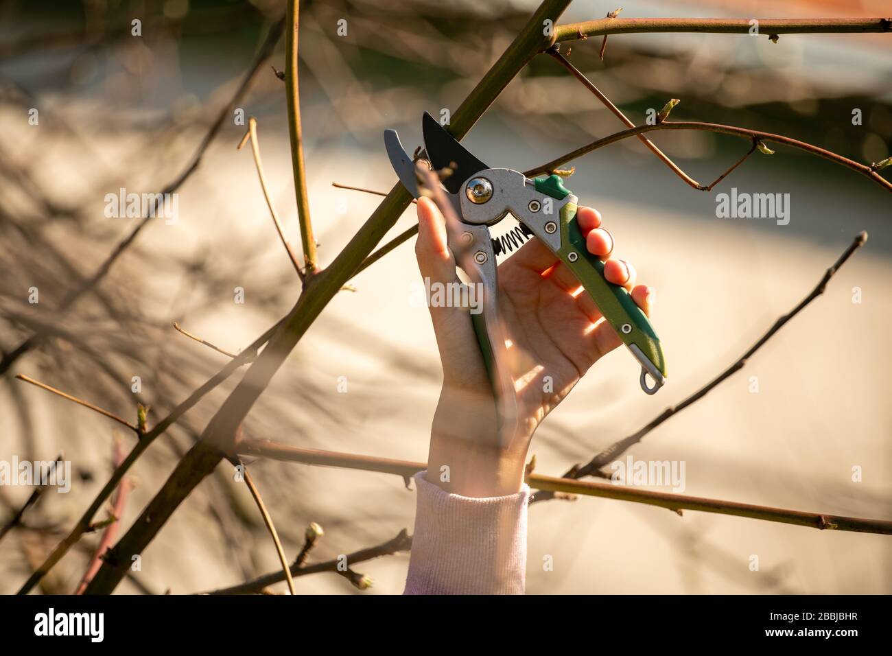 Woman trimming tree branches hi-res stock photography and images - Alamy