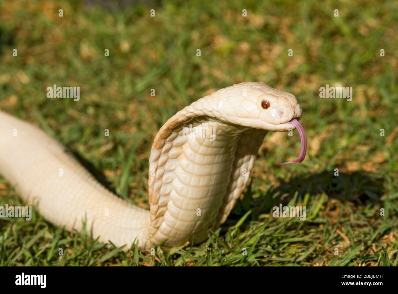 White cobra hi-res stock photography and images - Alamy