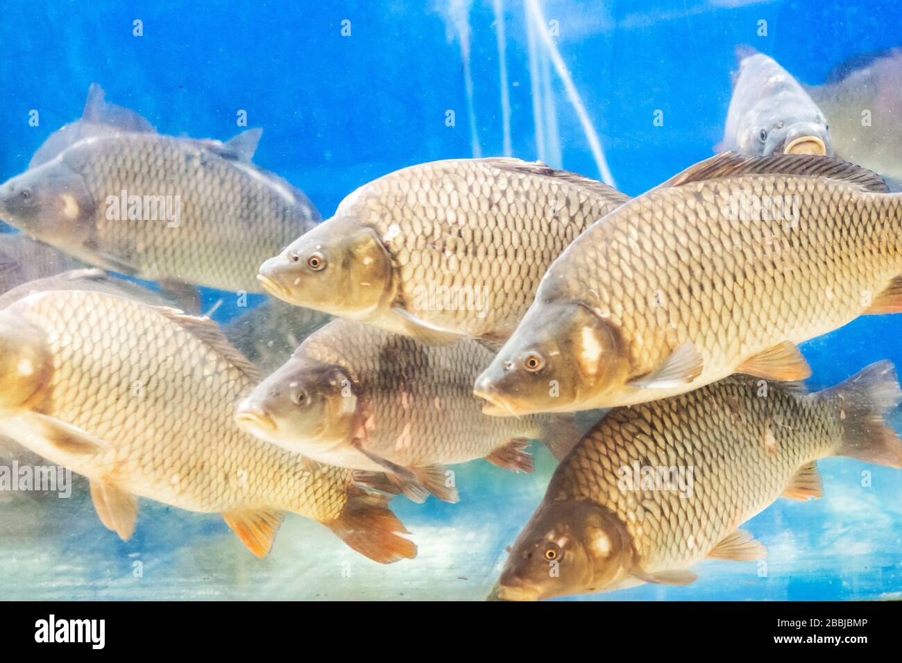 Image big fish in aquarium hi-res stock photography and images - Alamy