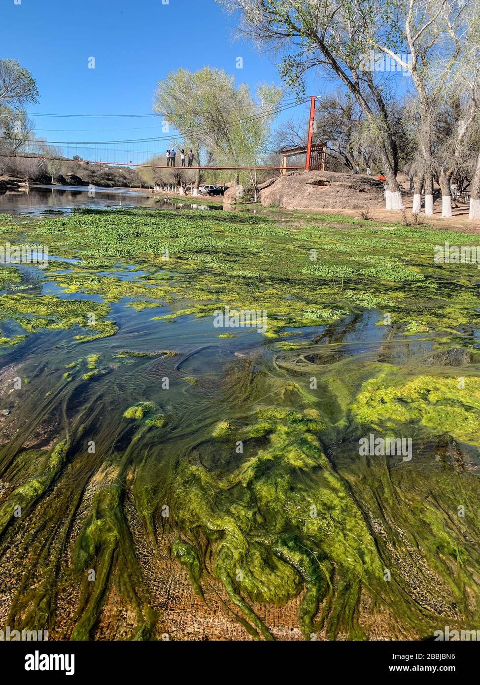 Sonora color verde hi-res stock photography and images - Alamy
