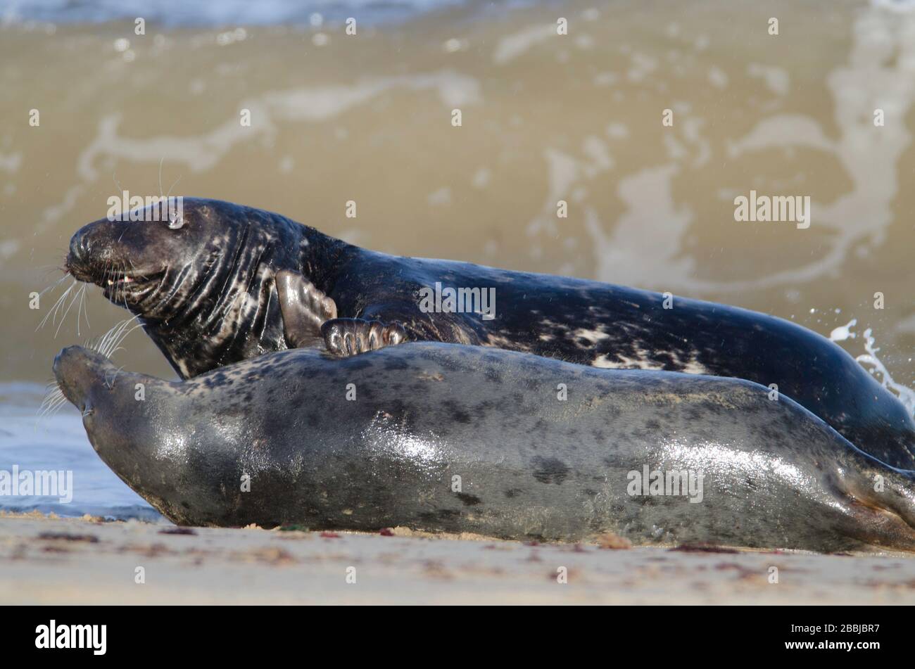 Grey Seals at Winterton on sea beach Stock Photo - Alamy
