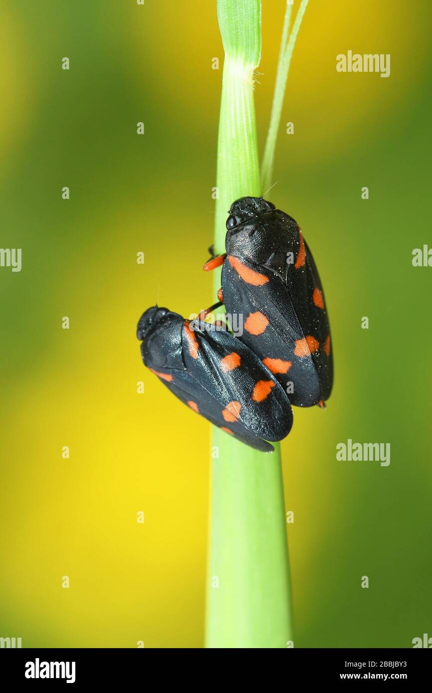 Froghopper jump hi-res stock photography and images - Alamy