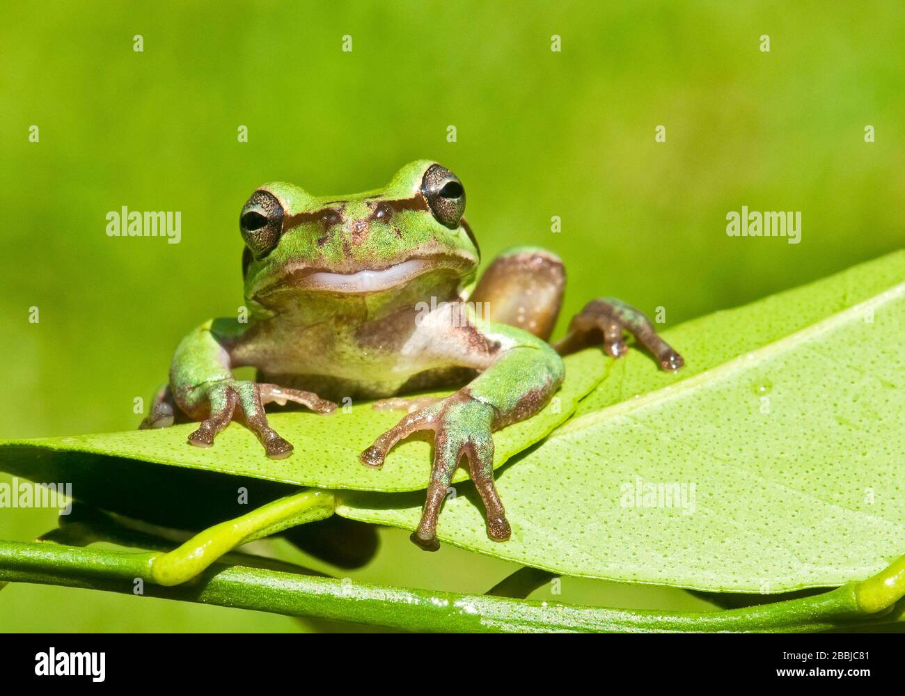 European tree frog Stock Photo - Alamy