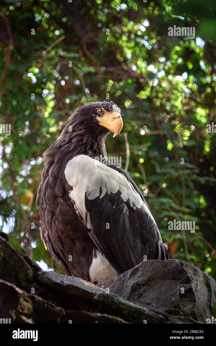 Adult Steller's sea eagle. Halyaetus pelagicus is the largest ...
