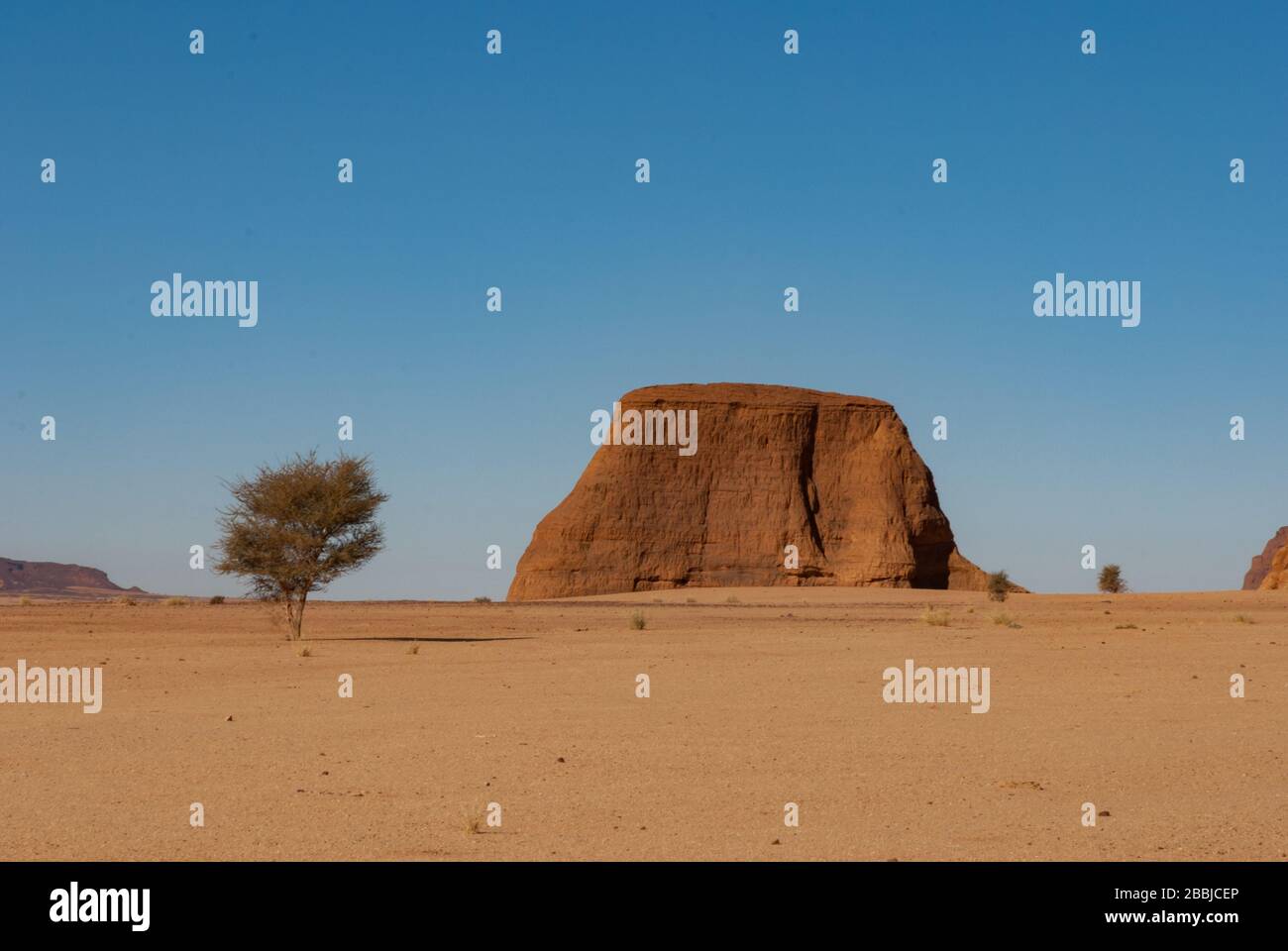 North africa trees vegetation hi-res stock photography and images - Alamy