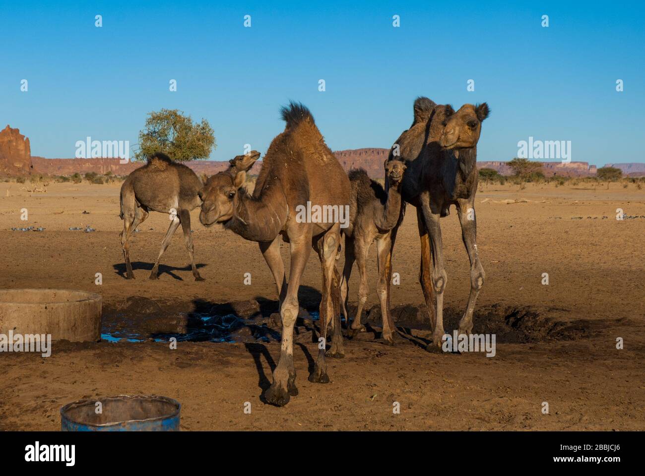 Camels desert oasis hi-res stock photography and images - Alamy