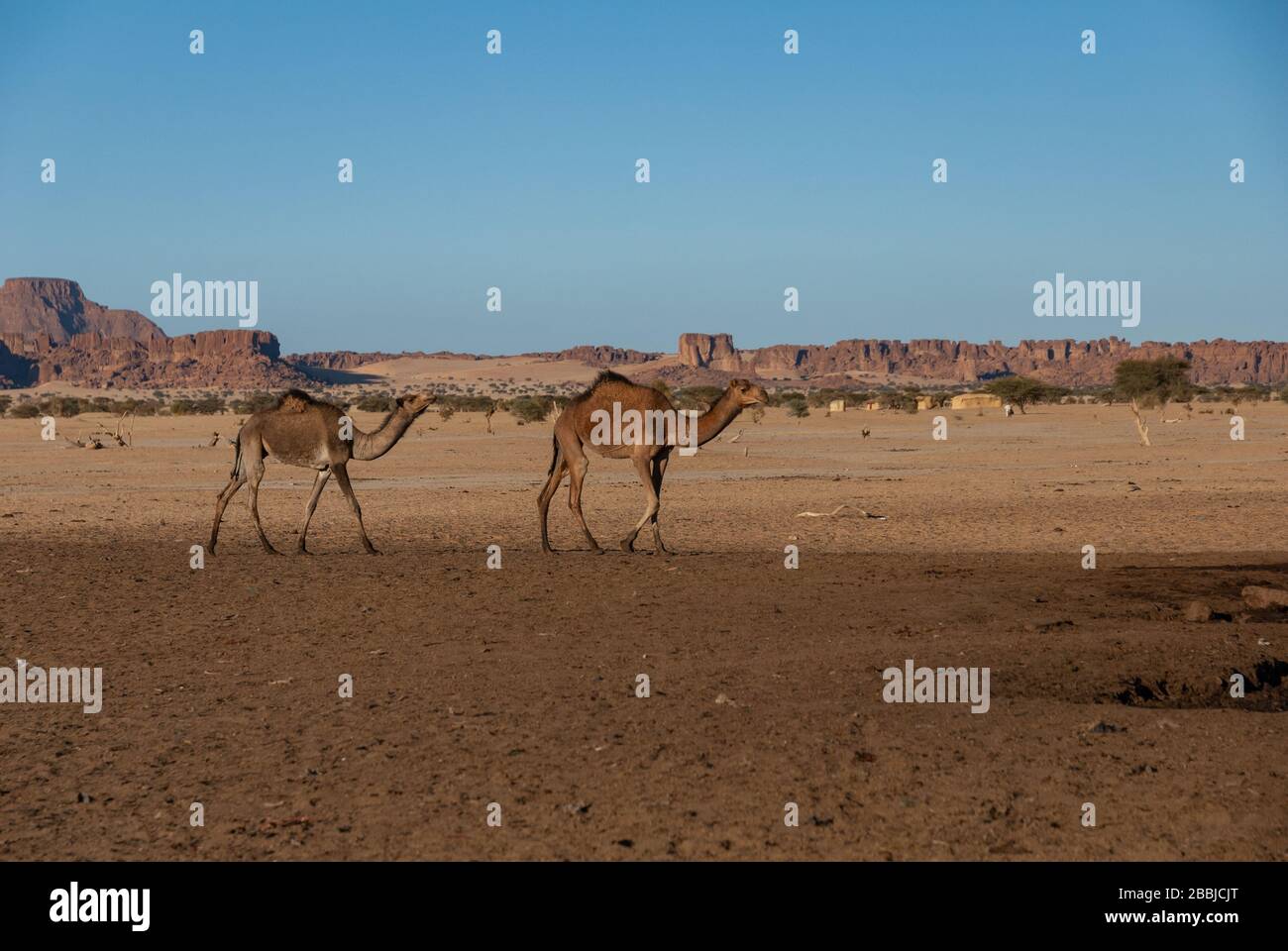 Two camels are walking on the Sahara desert, Chad, Africa Stock Photo ...