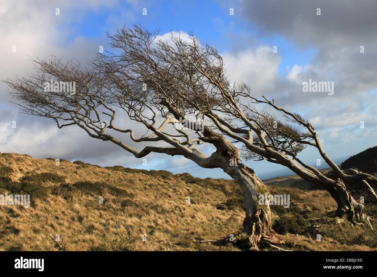 Gnarled Trees Bending Over A Twisted Ancient Bristlecone Pine Tree